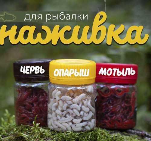 Наживка для рыбалки