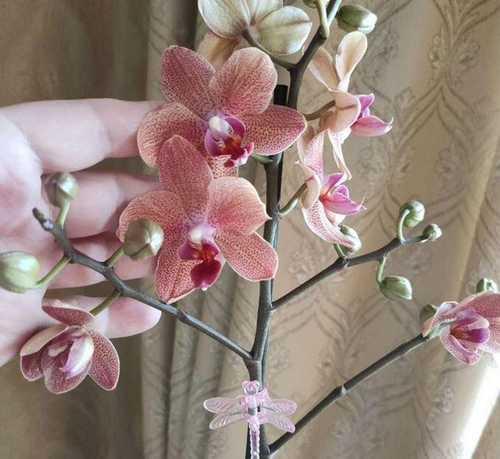 Орхидея фаленопсис Sunset Love. Взрослая