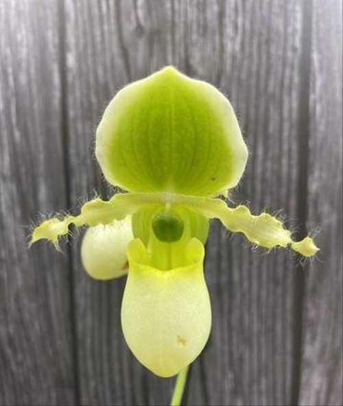 Орхидея пафиопедилум белый башмачок