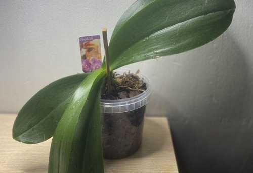 Орхидея Фаленопсис (1 белая, 1 фиолетовая)