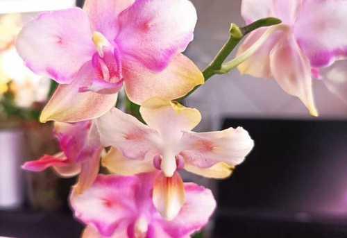 Орхидея фаленопсис бабочка Тайсуко Джаспер