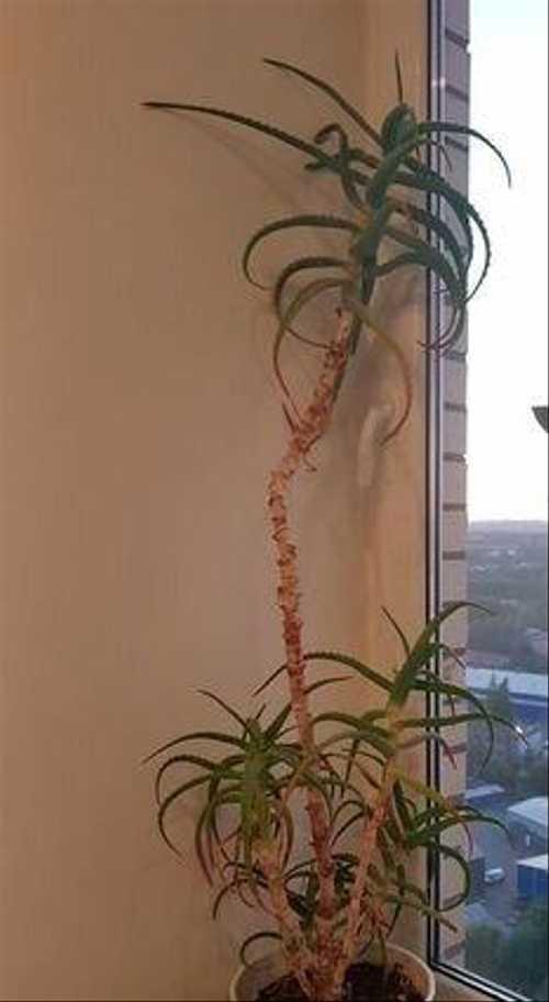 Комнатное растение Алоэ столетник 1,3 м лечебное
