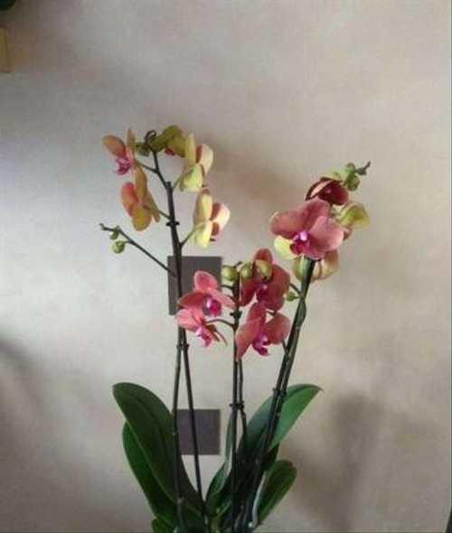 Орхидея фаленопсис Surf Song,3 ствола