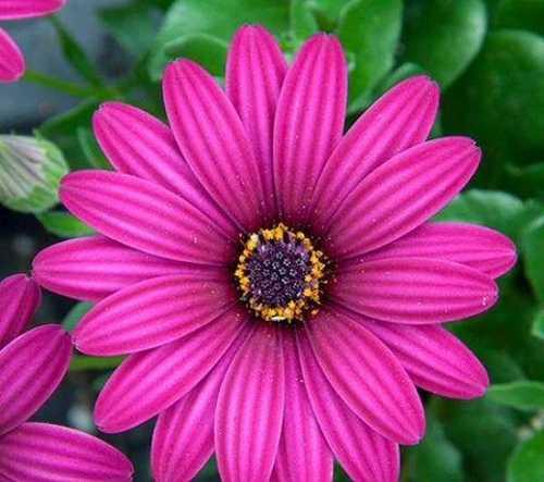 Osteospermum Flower Power Purple