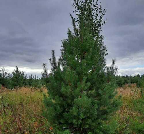Сосна, саженцы от питомника