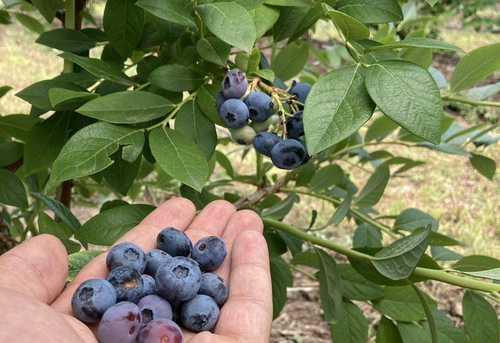 Саженцы голубики