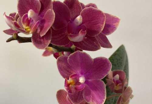 Орхидея Diffusion цветущая