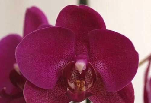 Орхидея миди