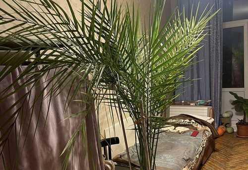 Финиковая пальма, 23 года, 2,5 метра