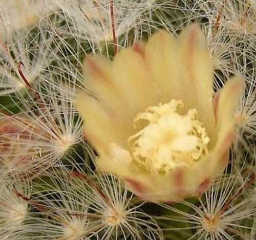 Бокасанская маммилляррия (mammillaria bocasana)