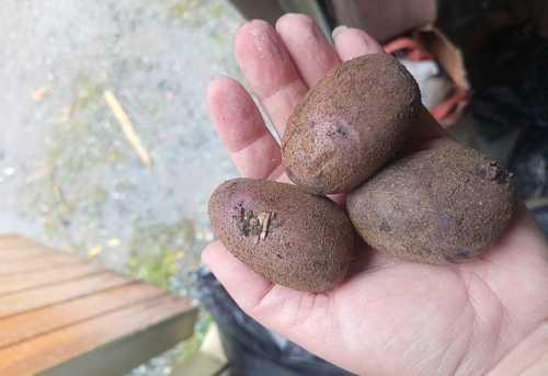 Семена фиолетового картофеля издля диабетиков