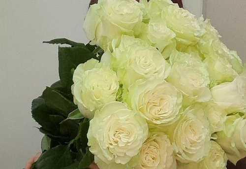 Розы 60 см / доставка цветов
