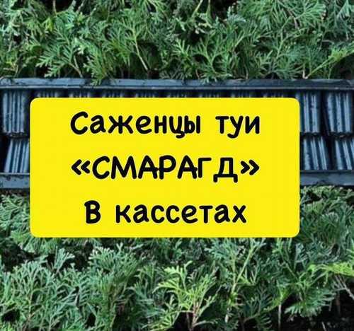 Туя, Туи Смарагд саженцы с доставкой