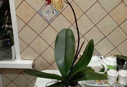Орхидея фаленопсис Голден Бьюти (Солид Голд)