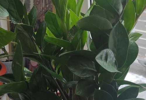 Замиокулькас зелёный долларовое дерево