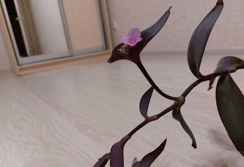 Традесканция пурпурная, пышное взрослое растение