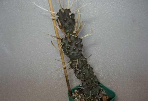 Кактус Tephrocactus articulatus papyracanthus № 2