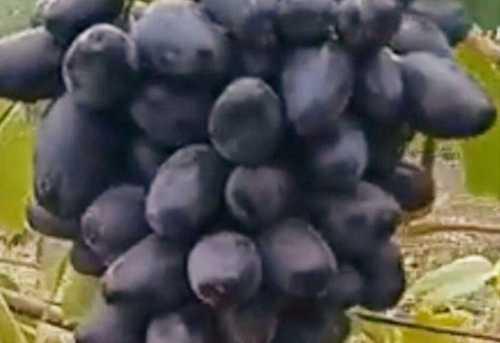Саженцы винограда Рэмбо