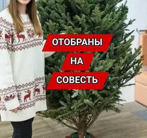 Живые ёлки