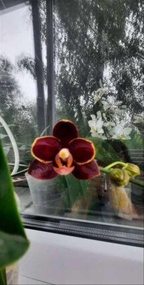 Орхидея фаленопсис "Эсми"