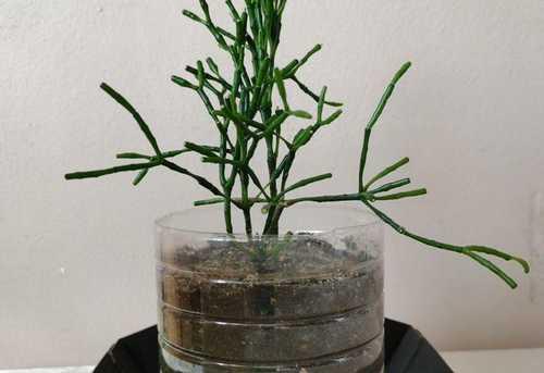 Комнатное растение Хатиора