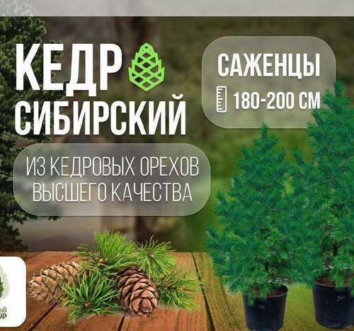 Саженцы кедра от производителя экстра класс