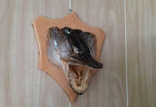 Чучело головы щуки