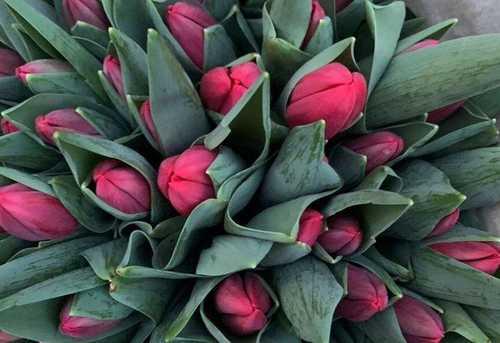 Тюльпаны, лучший подарок к 8 марта