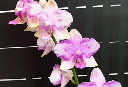 Орхидея Phal. Taisuco Jasper (peloric – 2 eyes)