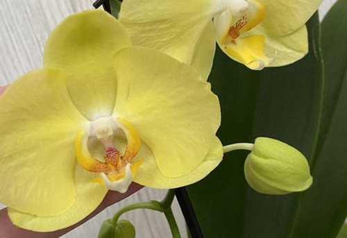 Орхидея фаленопсис лимонная на каскаде