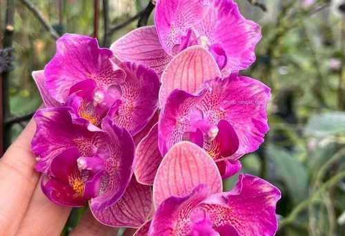 Орхидея Tiannong Golden Vivian 957 pelоric
