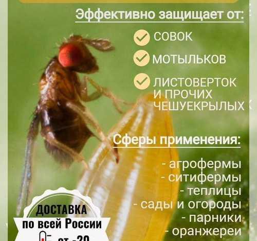 Трихограмма. trichogramma против совок