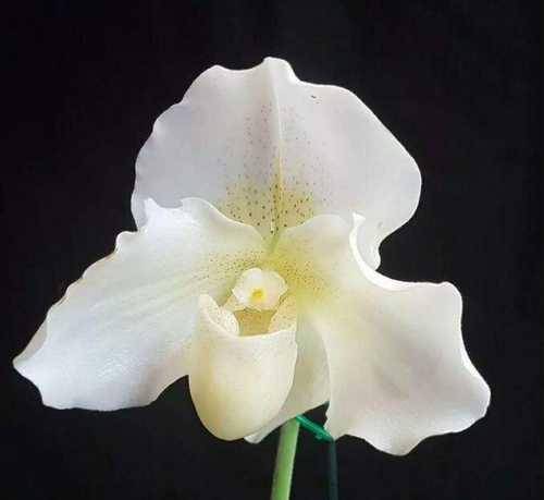 Орхидея пафиопедилум башмачок