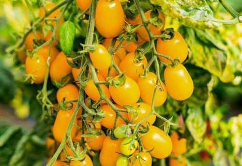 Семена томата-черри Медовая Капля