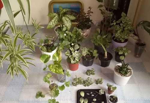 Комнатные растения (много разных)