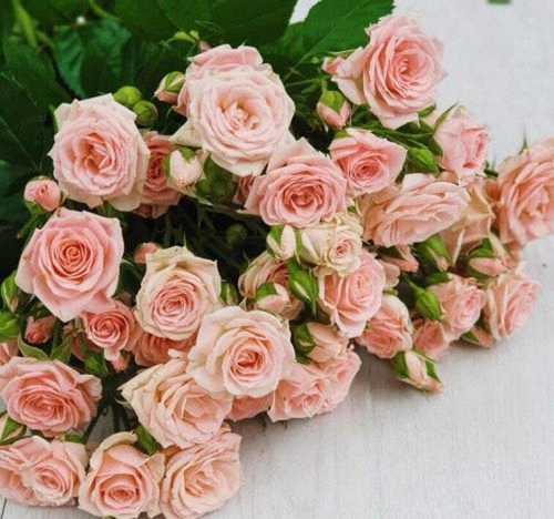 Роза Кустовая Лидия 40 см