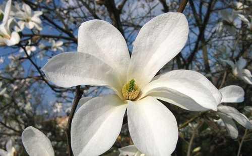 Саженцы магнолия кобус, magnolia Kobus, кобуси