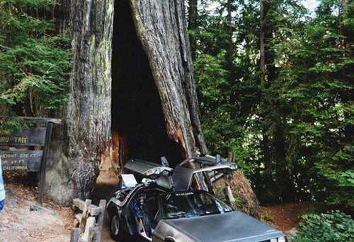 Секвойя вечнозеленая Sequoia sempervirens, семена