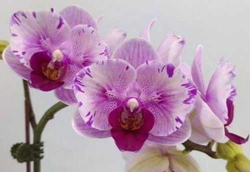 Орхидея Ching Ann Gem