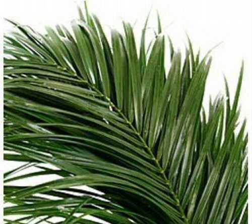 Пальмовые листья стабилизированные