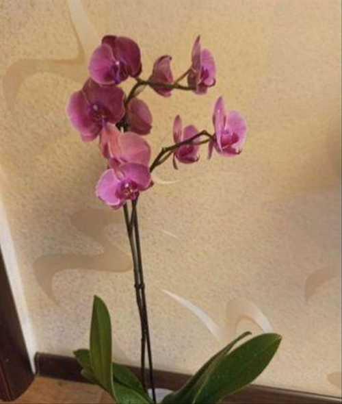 Орхидея фаленопсис азиатский коралл