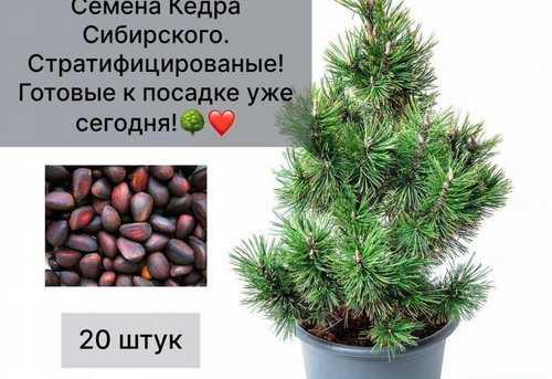 Семена Кедра Сибирского