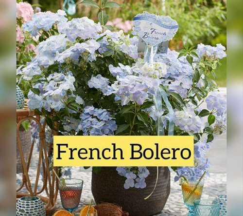 Гортензия Френч Болеро French Bolero С-1,8л