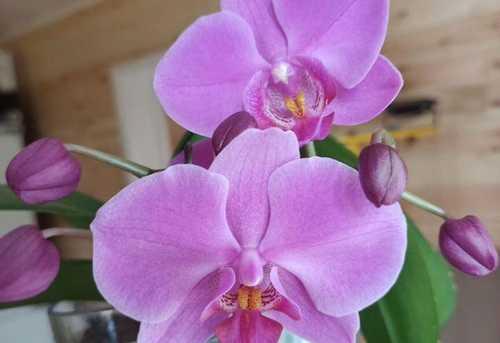 Орхидея фаленопсис pasadena