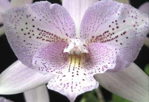 Орхидея Caulocattleya Chantilly Lace 'Twinkle