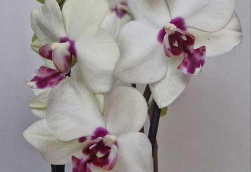 Орхидея 2 цветоноса