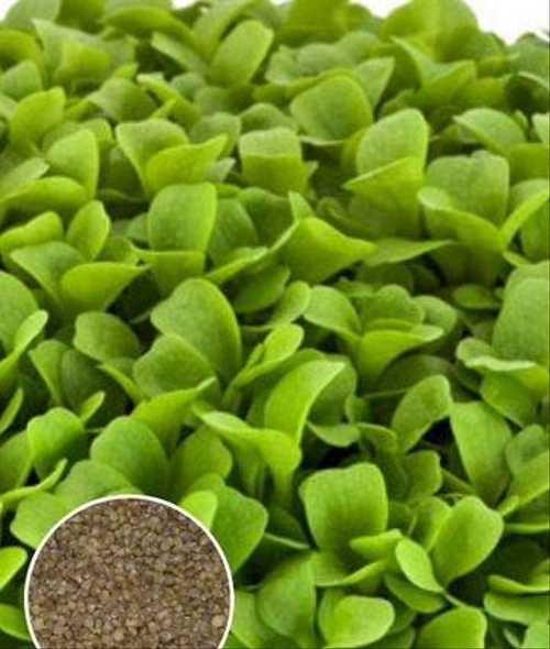 Микрозелень и салатные культуры семена оптом