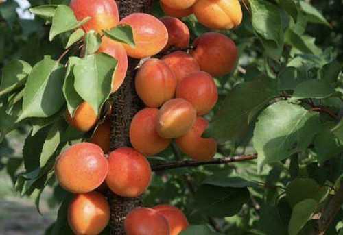 Саженцы колоновидного абрикоса Санни
