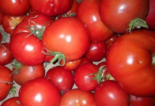 Семена томатов "монгольский карлик"