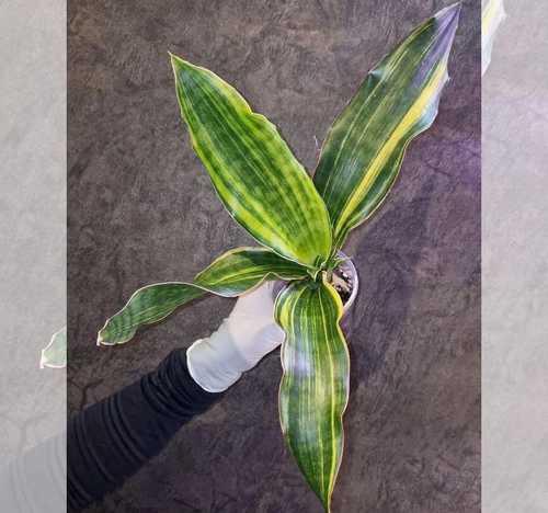 Sansevieria Black rose, Сансевиерия Черная Роза